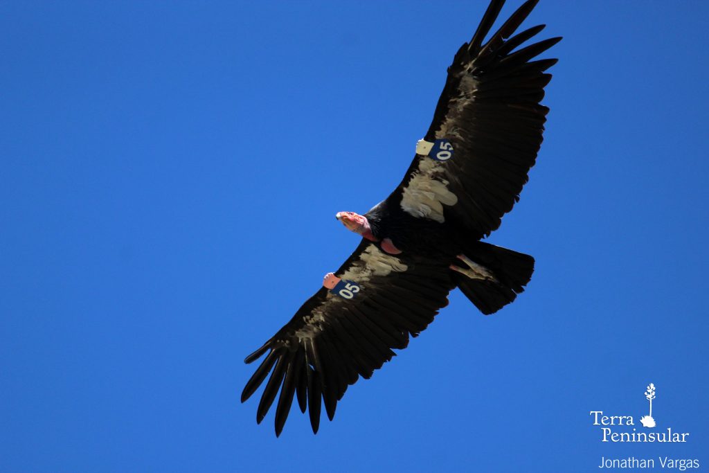 Cóndor en la Sierra de San Pedro Mártir | Terra Peninsular
