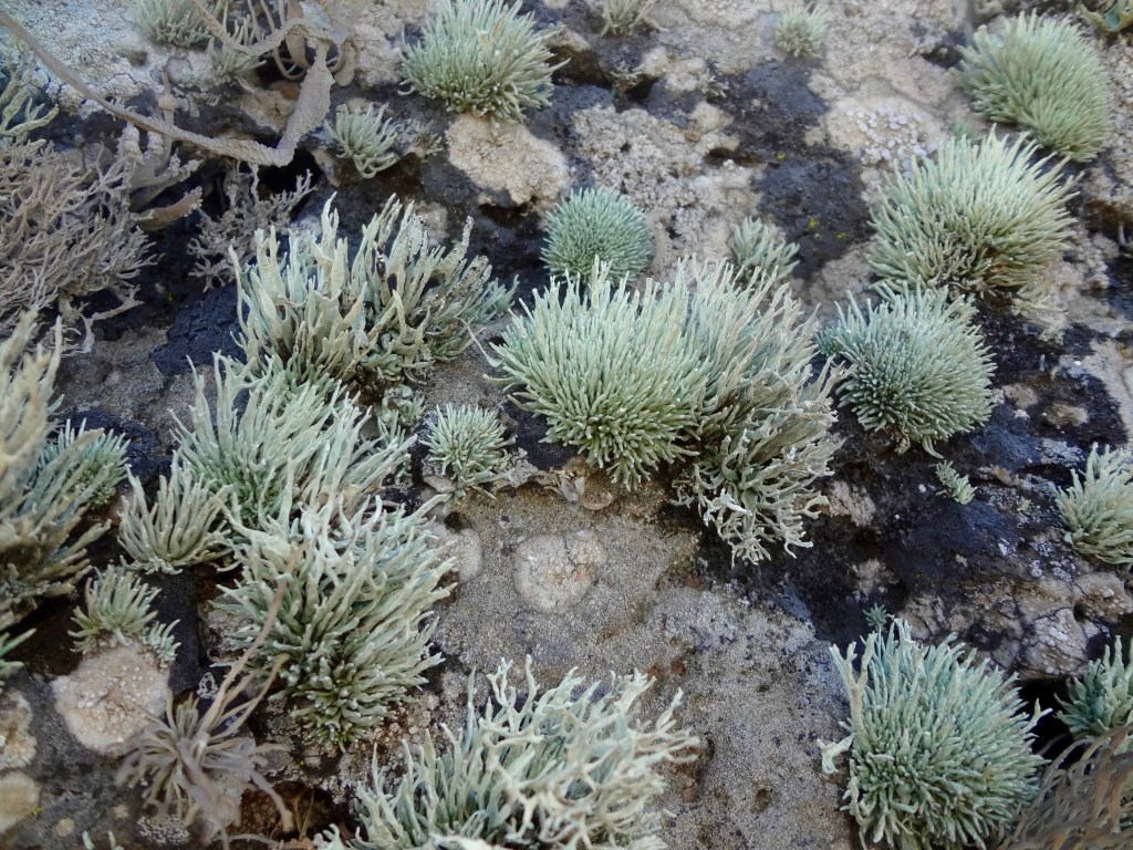 Un primer vistazo a las diferentes comunidades de líquenes